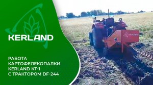 🔥 Картофелекопалка Kerland KT-1 в работе с трактором Dongfeng DF-244 G2