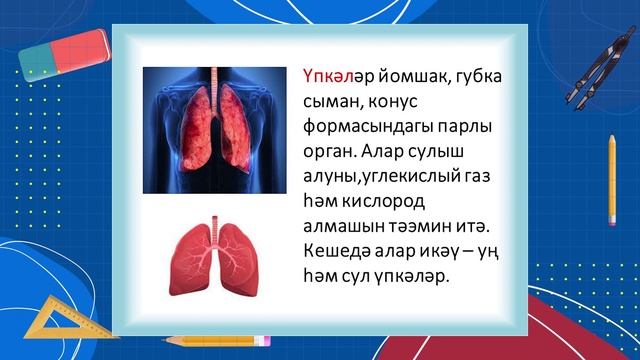 3 Әйләнә-тирә дөнья 3.1 (ЛР) - Кеше тәненең төзелеше - теория