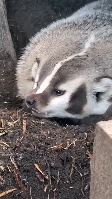 Улыбочку, барсук