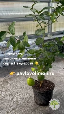 Наш Ватсап для связи 8(963)230-63-33 #маточник #павловскийлимон #пандероза