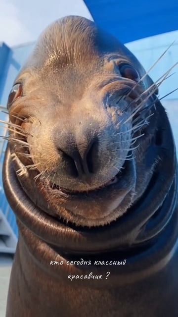 Кто красивый ?