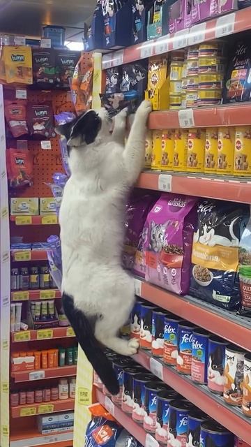 Наглый котяра зашел в продуктовый магазин