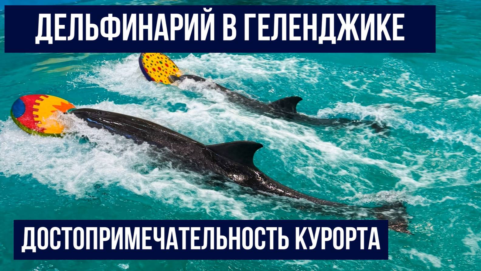 Дельфинарий в Геленджике, достопримечательность, шоу