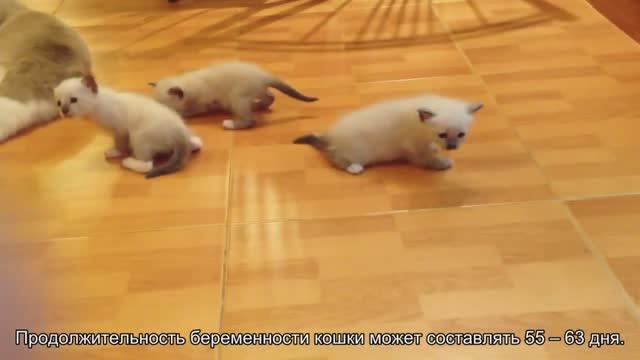 Чем кормить беременную кошку