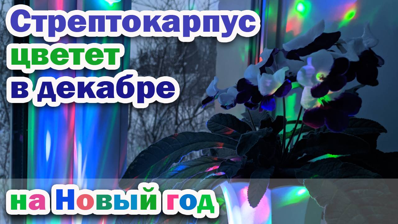 НОВОГОДНЕЕ ЦВЕТЕНИЕ стрептокарпусов В ДЕКАБРЕ 2021