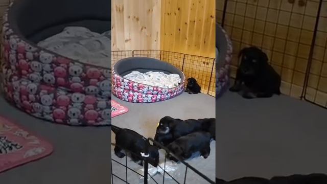 Щенки цверга два мальчика и пять девочек.