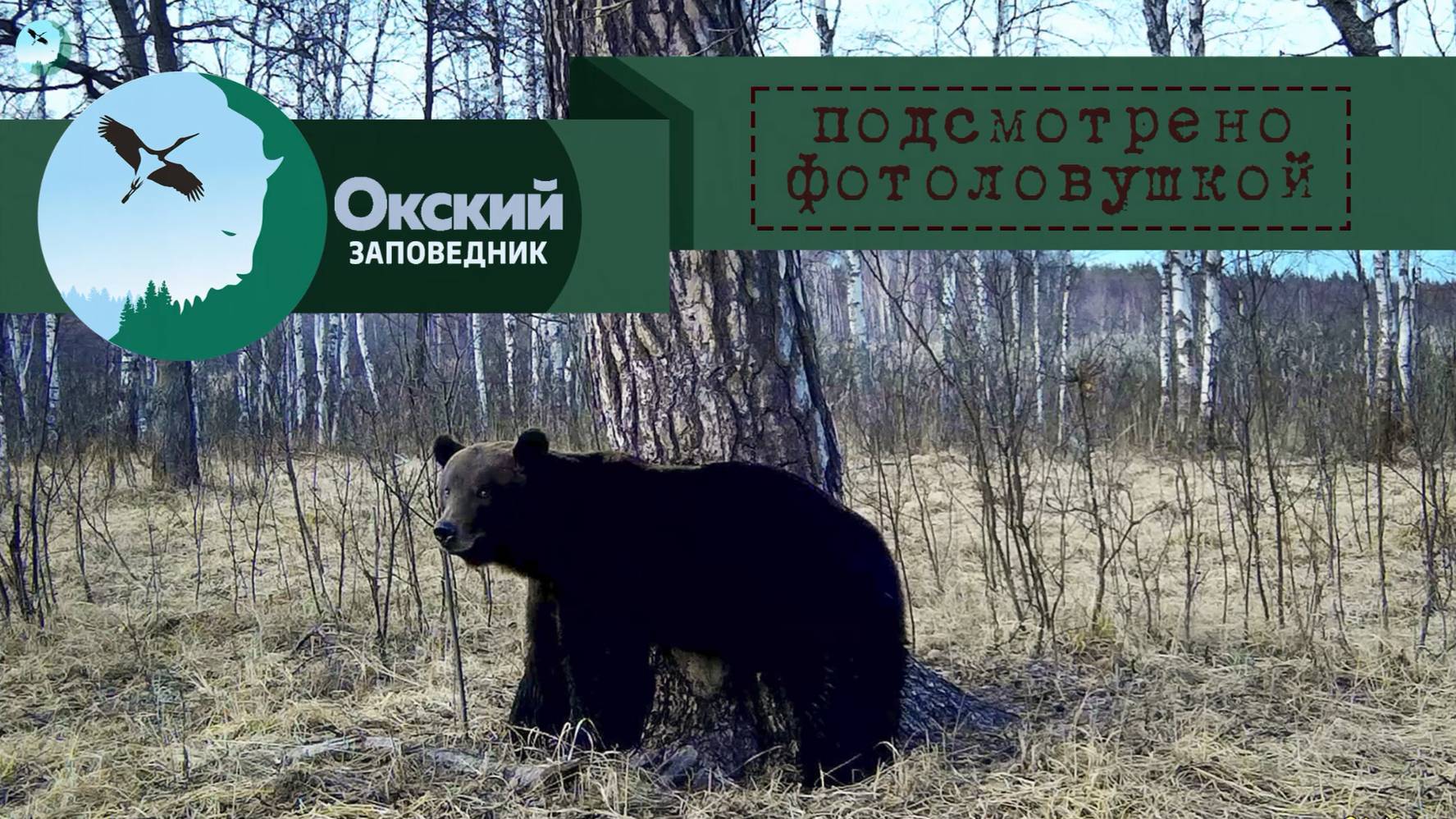Медведь проснулся