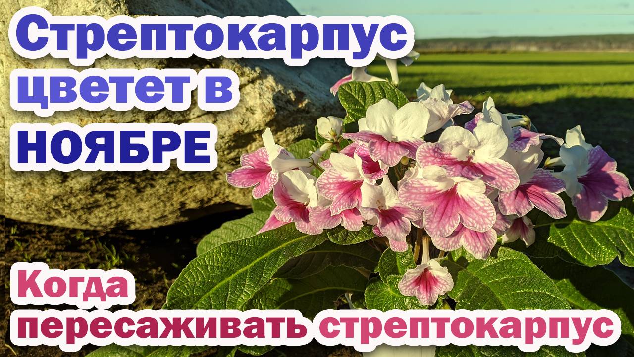 ЦВЕТЕНИЕ стрептокарпуса В НОЯБРЕ. КОГДА ПЕРЕСАЖИВАТЬ стрептокарпус