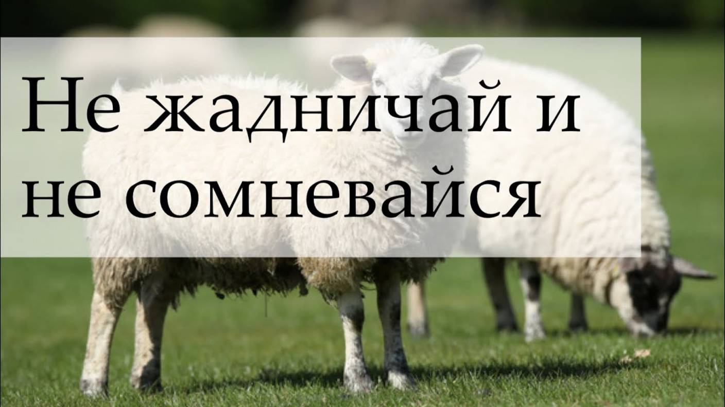 Принеси свою жертву - Аллах поможет!