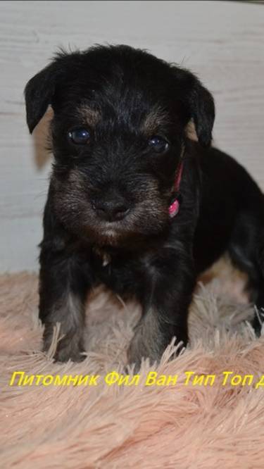 Цвергшнауцер щенки черный с серебром.