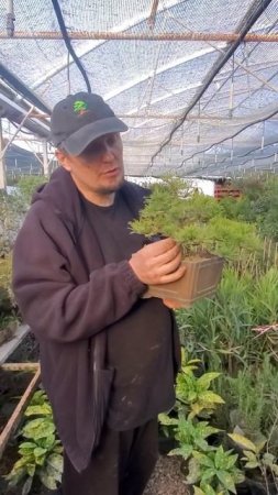 Сосна горная в бонсай #shorts #garden #bonsai #сосна