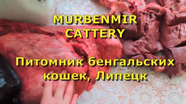 Как кормить бенгальскую кошку
