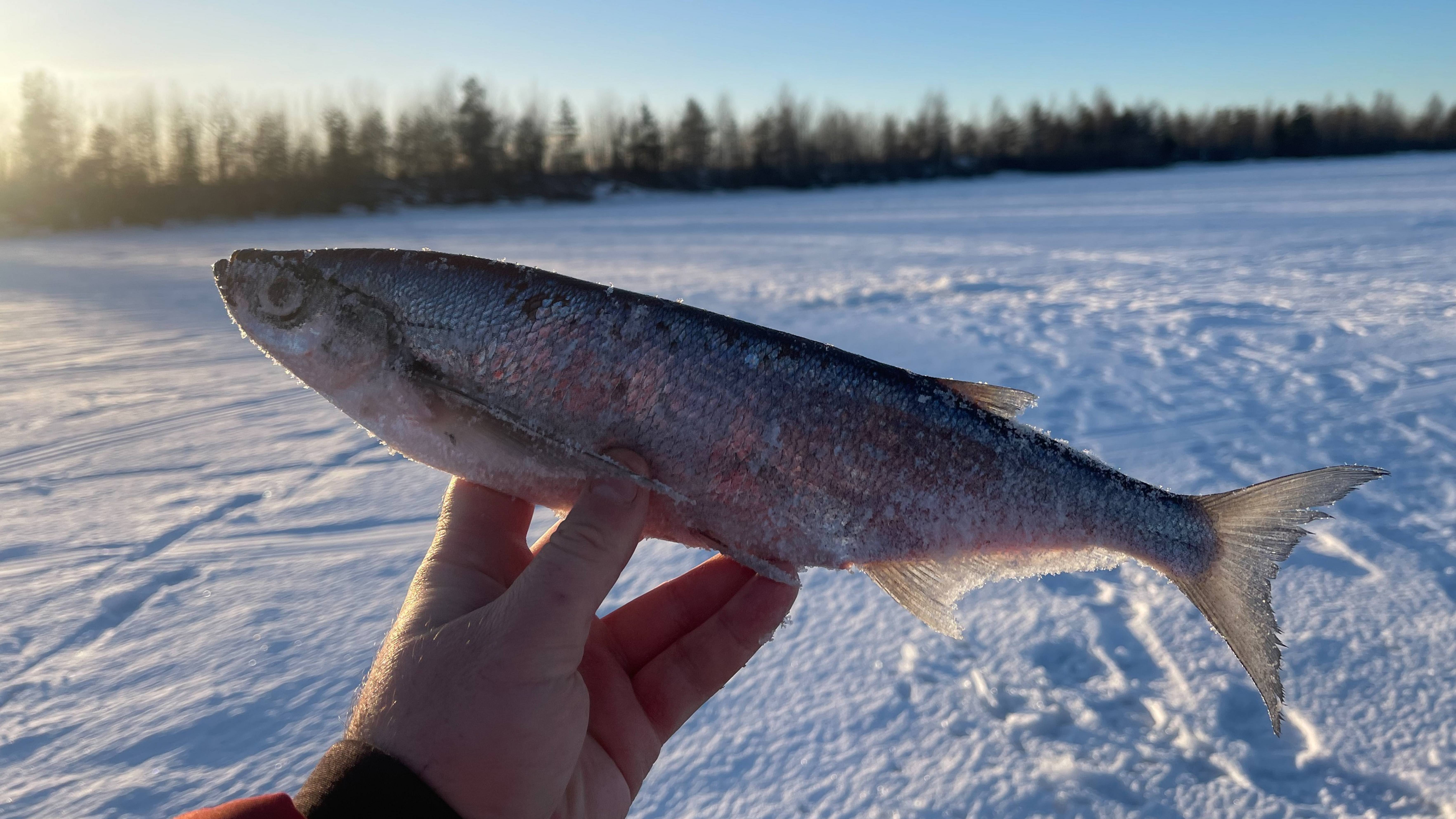 Чехонь, Ряпушка, Подлещик, Плотва, Густера и необычная рыба без названия.