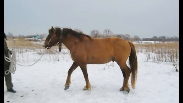 РЕКОРД: дикий жеребец