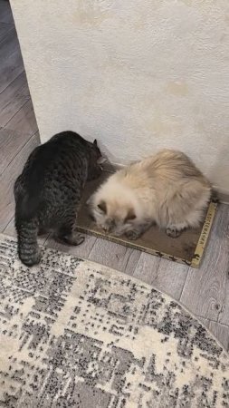 Когтеточка из антивандального картона❤️