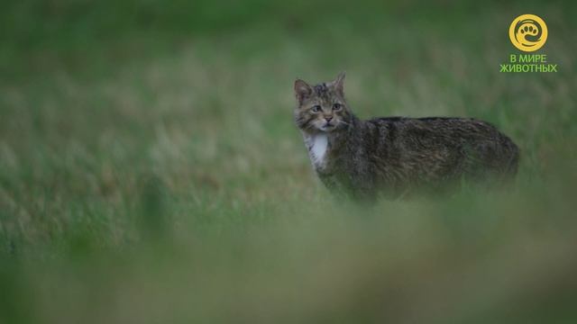 Дикие кошки. Анонс. Канал В Мире Животных