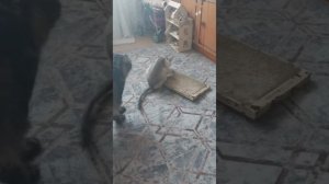 Когтеточкой пользуемся по очереди😻😺
