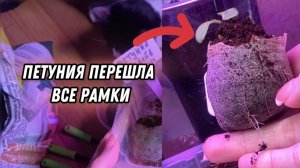 Я этого не ожидала! Петуния в кокосовых торфяных таблетках. Мои советы и ошибки в пассаде петуньи