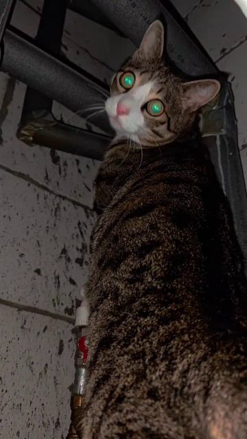 Этому мастеру я бы доверился 😉