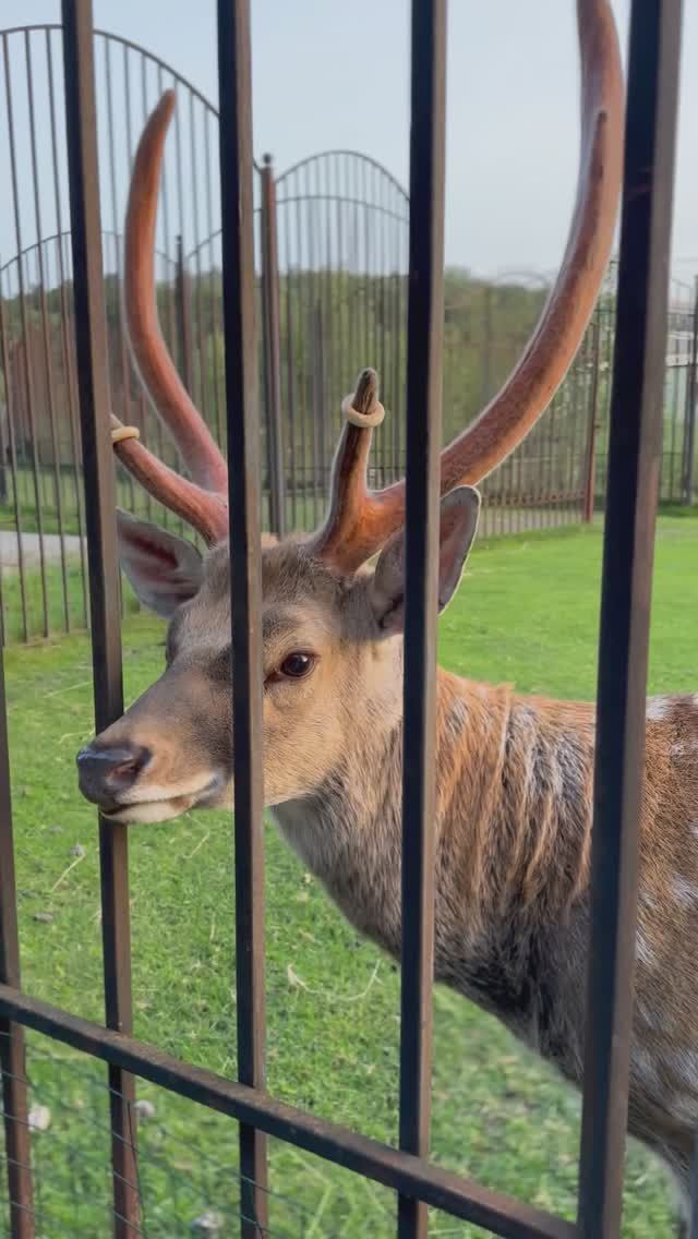 Олени. Парк-отель Орловский. Контактный зоопарк