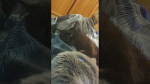кот моргает во сне вторым комплектом