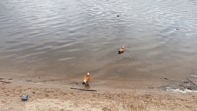Красные утки на Химкинском водохранилище