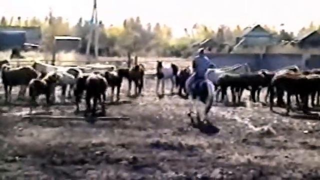 Конный мир 90-х / Табун лошадей Могилёвки