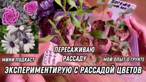 Прошлогодний грунт в рассаде. Пересадка остиоспермума и декоративной капусты. Подкаст.