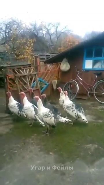 Весело в деревне 😂