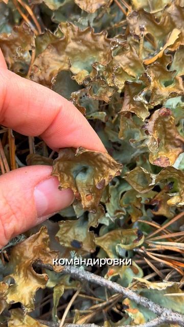 Небольшие командировки на сборы материалов в лес