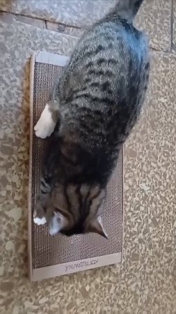 Кошка знает, что нужно делать с когтеточкой😀