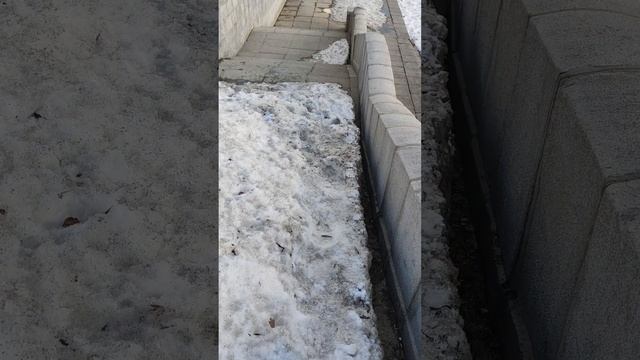 Лягушка путешественница часть 1