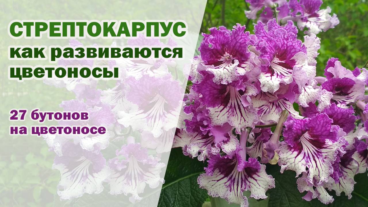 Стадии развития цветоносов и бутонов у стрептокарпуса ЦФ-Жизель