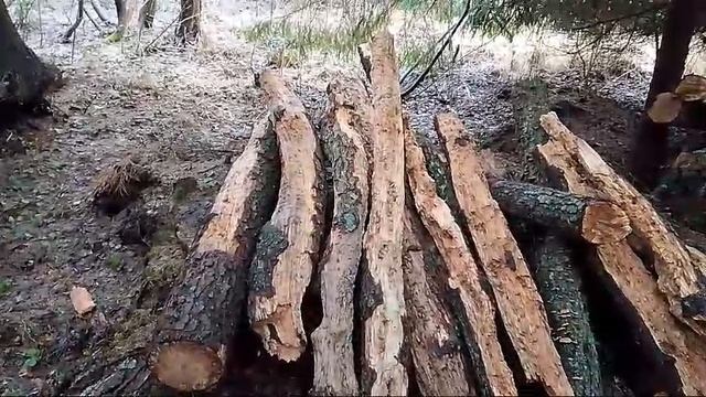 Что осталось от деревьев? Вы только посмотрите на их остатки!