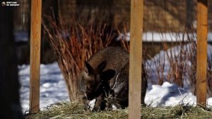 Кенгуру чистит шерстку, сидя на солнце. Ленинградский зоопарк