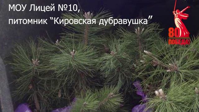 Сад ПАМЯТИ МОУ Лицей №10 г. Волгоград
