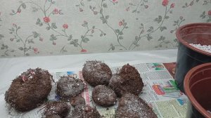 Достаем клубни Бегонии после зимнего отдыха