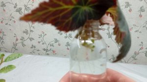 Размножение  English Rose листовым черенком