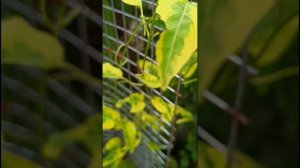 ജാസ്മിൻ നൈറ്റ്ഷെഡ് & ക്ലൈബർ റോസ് |Creeper plants part 2 | #climbingrose