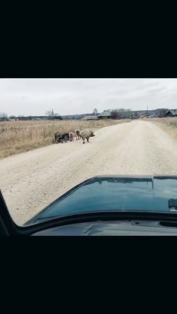 Это было осенью, гуляли наши местные беспризорники по селу!