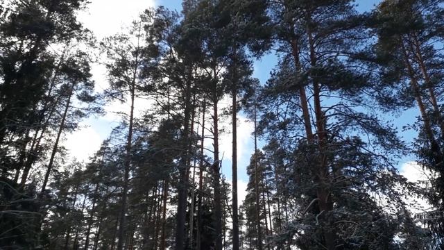Санкт-Петербург. Весна. Снежный лес в Сосново. Куда поехать отохнуть на природу.