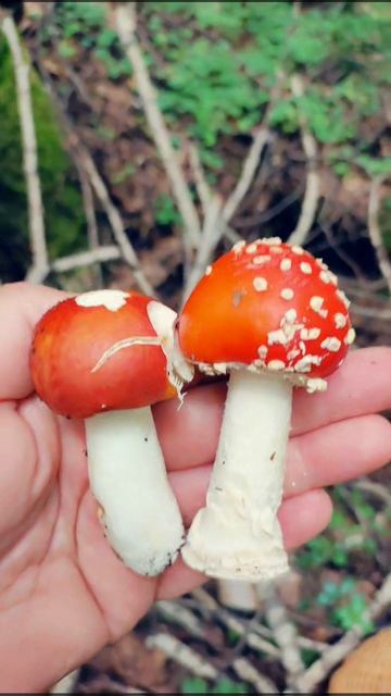 Осторожно! Сыроежку можно перепутать с мухомором!