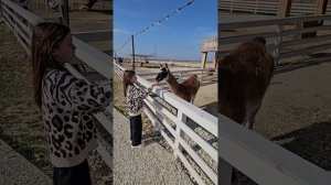 #анапа Деревня Альпак в Витязево - гуляем с дочкой