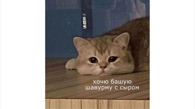 Реакция на Алексея сову