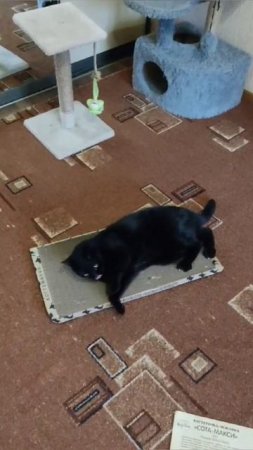 Коту когтеточка пришлась по душе❤️