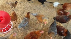 Marketing Weight for Desi Poultry