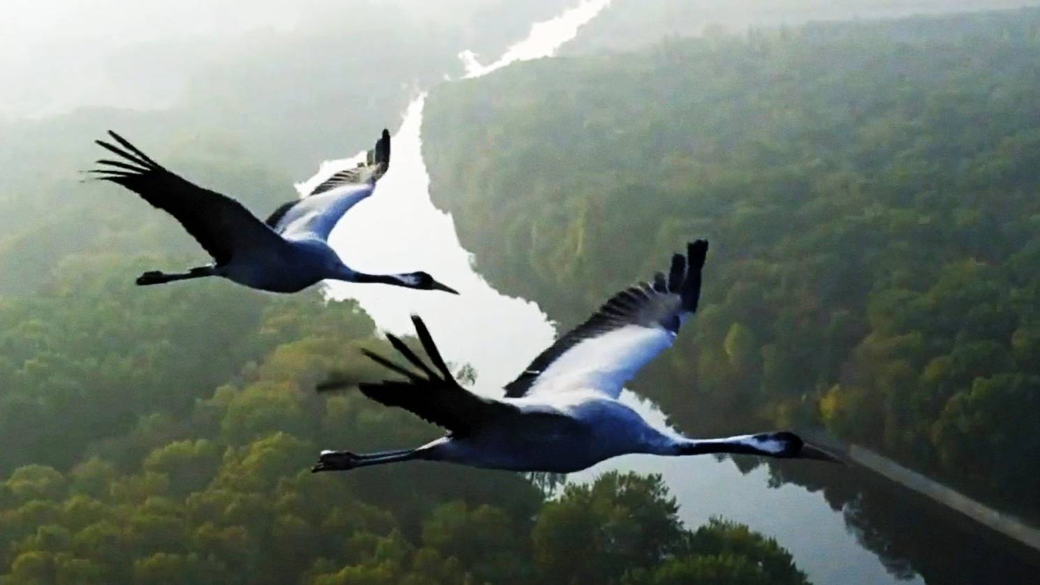 Журавли (слова Н. Заболоцкого). Клип.