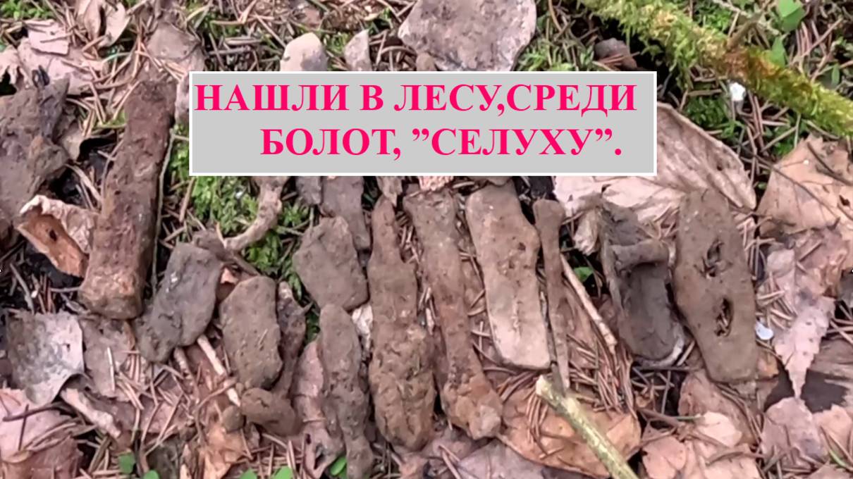 Тяжелый поиск в лесу Селушки.