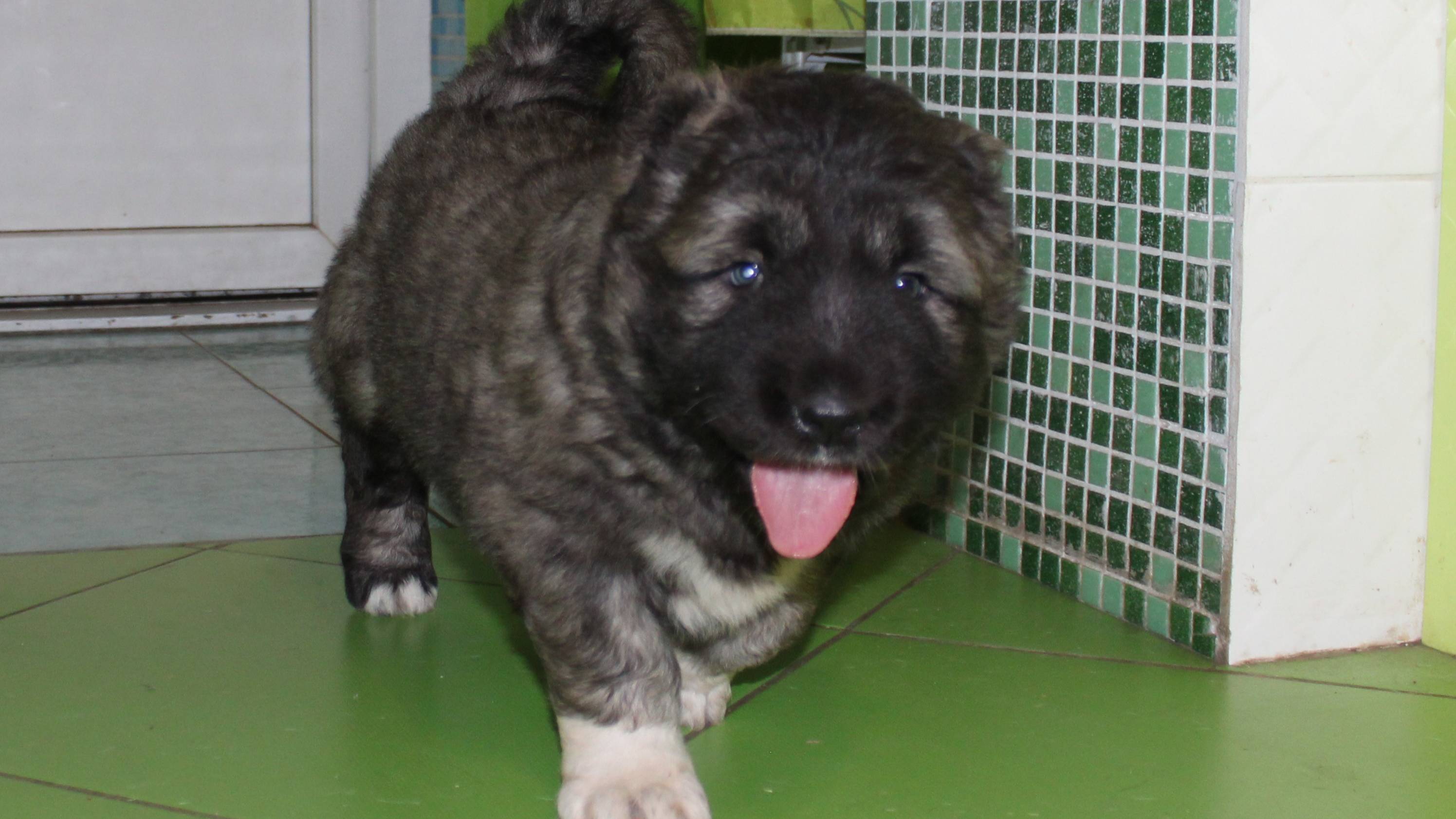 Щенок Кавказской Овчарки Дон-Ратибор Ждана, 5 недель