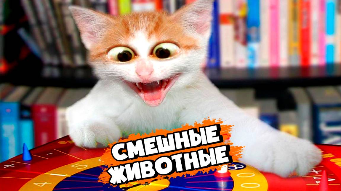 СМЕШНЫЕ ЖИВОТНЫЕ ЛУЧШИЕ ПРИКОЛЫ С ЖИВОТНЫМИ ПРИКОЛЫ ТИК ТОК